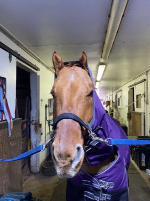 VICTORY STABLES - Updated May 2025 - 59 Photos & 10 Reviews - 121 Five ...