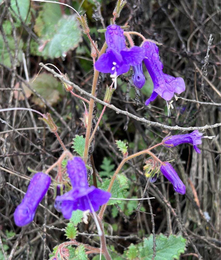 MT LOWE - Updated December 2025 - 242 Photos & 23 Reviews - Mt Lowe ...