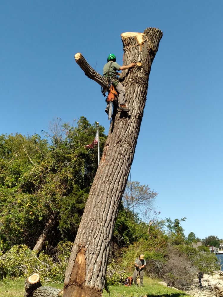 HIGH REACH TREE SERVICE - Updated April 2026 - 10 Photos & 10 Reviews ...