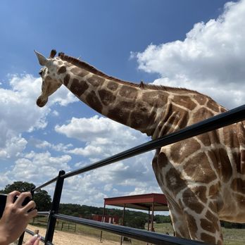 NATURAL BRIDGE WILDLIFE RANCH - Updated July 2025 - 1812 Photos & 583 ...