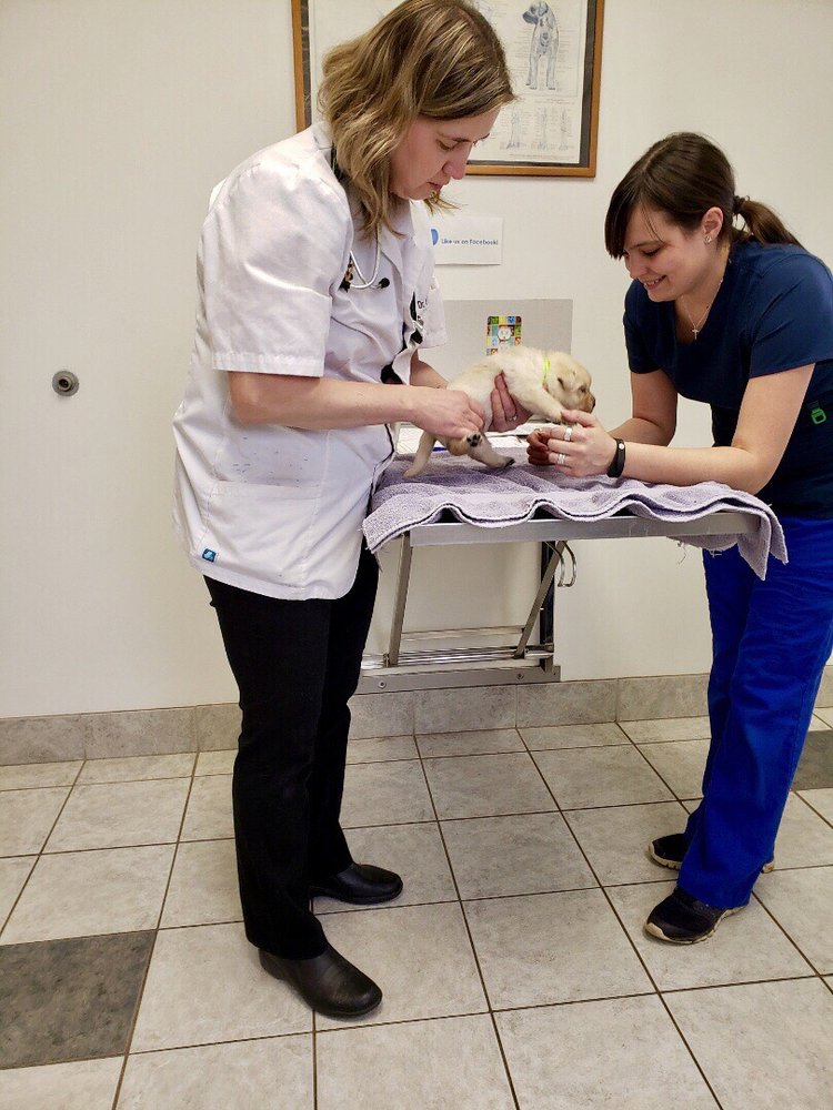 HOLLOW CORNERS VETERINARY SERVICES - Updated March 2025 - 12 Reviews ...