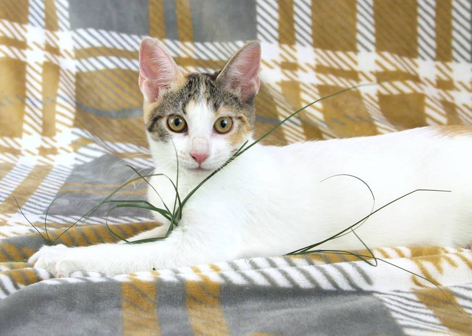 ANIMAL HOUSE CAT RESCUE AND ADOPTION CENTER - Updated March 2025 - 10 ...