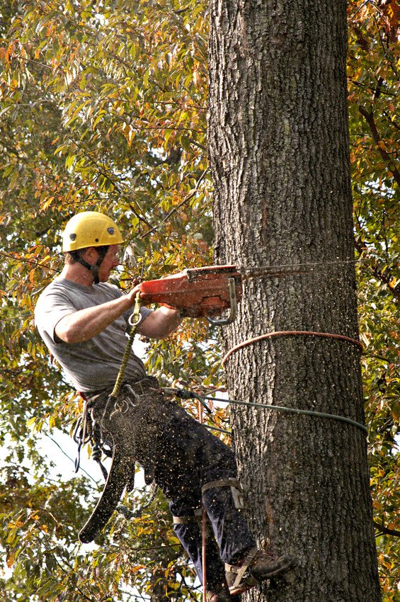 OAK TREE SERVICE - Updated July 2024 - 102 E Halley Ln, Central Islip ...
