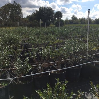 RIDGE ISLAND GROVES - Updated March 2025 - 165 Photos & 30 Reviews ...