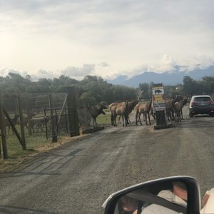 OLYMPIC GAME FARM - 703 Photos & 359 Reviews - 1423 Ward Rd, Sequim ...