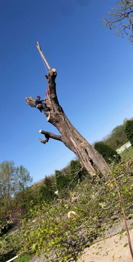 ARBOL TREE SERVICES - Updated July 2025 - 1535 Crestwood Ct, Aurora ...