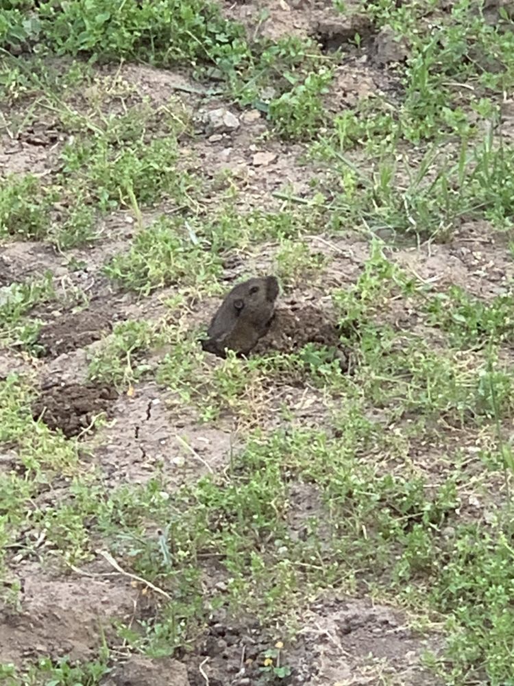 GOPHER AND MOLE EXTERMINATOR - 523 Chiechi Ave, San José, California ...