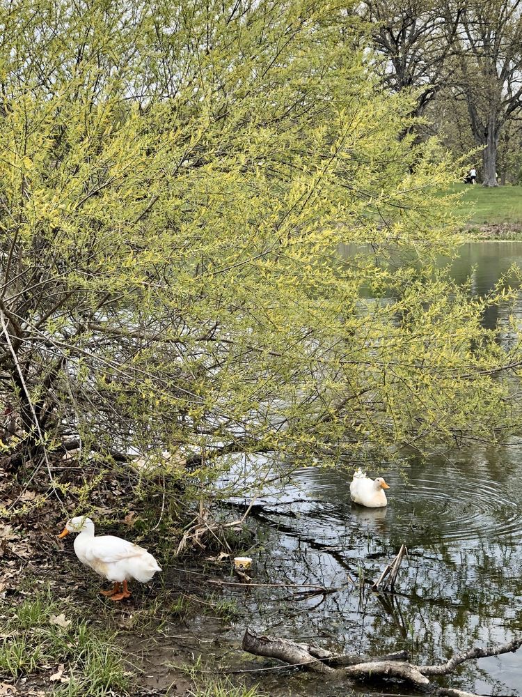 LONG RUN PARK - Updated May 2024 - 34 Photos - 1605 Flat Rock Rd ...