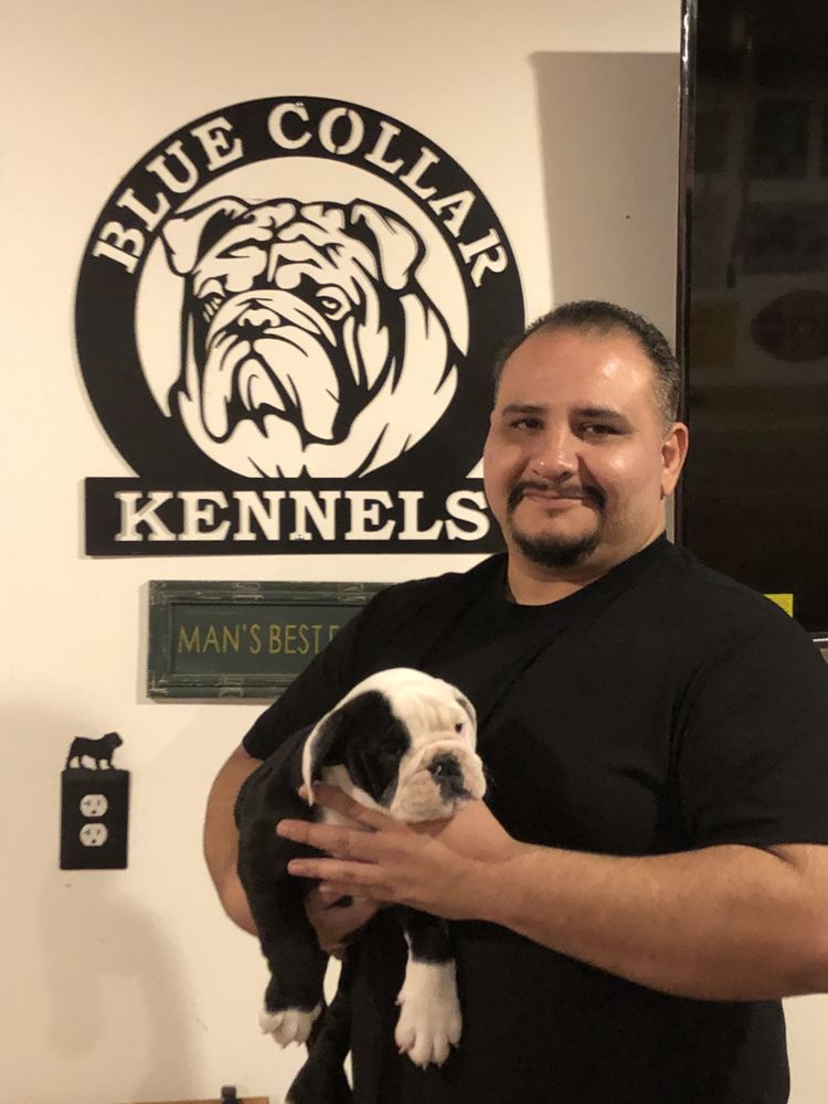 BLUE COLLAR KENNEL - Updated January 2025 - Request Information - 55 ...