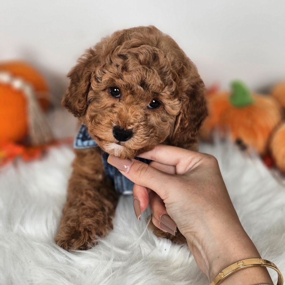 PUPPY PALACE - Updated October 2025 - 17 Photos - San Francisco ...