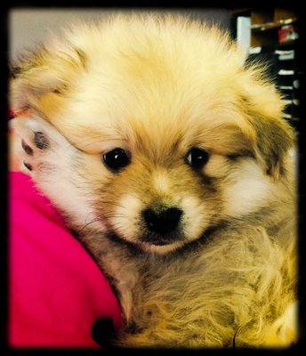 PET RANCH - Updated July 2025 - 38 Photos & 83 Reviews - 3833 E 120th ...