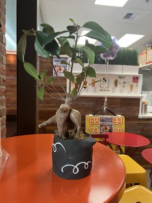 S LEVEL TEA - Updated July 2024 - 12 Photos - 1724 Pacific Ave, Tacoma ...