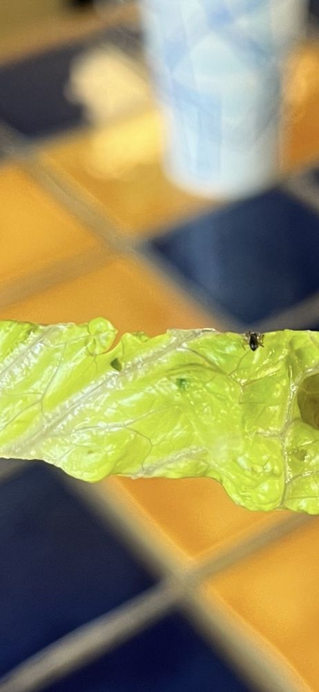 CAFE MEXICALI - Updated October 2025 - 66 Photos & 192 Reviews - 2850 ...