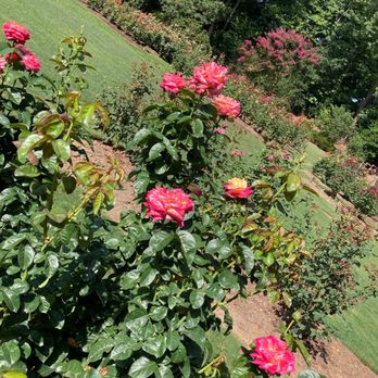 RALEIGH ROSE GARDEN - Updated September 2025 - 185 Photos & 23 Reviews ...