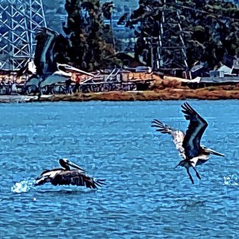 COYOTE POINT RECREATION AREA - Updated June 2025 - 661 Photos & 238 ...