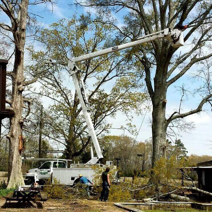 ALLAN’S TREE SERVICE - Updated August 2025 - Baton Rouge, Louisiana ...