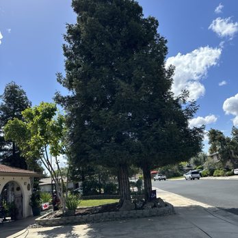 CUT RITE TREE SERVICE - Updated December 2025 - 284 Photos & 52 Reviews ...