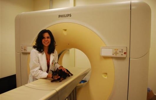 NEW ENGLAND VETERINARY CENTER & CANCER CENTER - Updated January 2026 ...