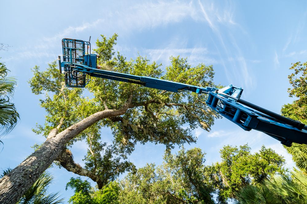 T & D TREE SERVICE - Updated December 2025 - 655 Dylan Trl, Ormond ...