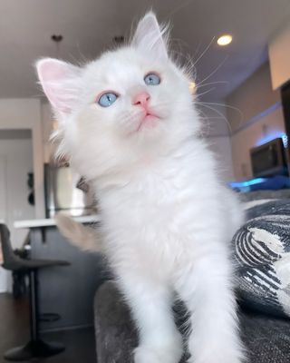 LIL’ MEOW MEOWS RAGDOLL CATTERY - Updated August 2025 - 29 Photos ...