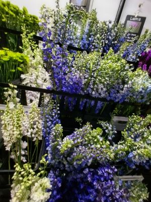 JACKSONVILLE FLOWER MARKET - Updated April 2026 - 283 Photos & 16 ...