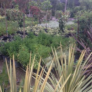 BAMBOO NURSERY & GARDEN SUPPLIES - 11 Photos - 15600 S Atlantic Ave ...