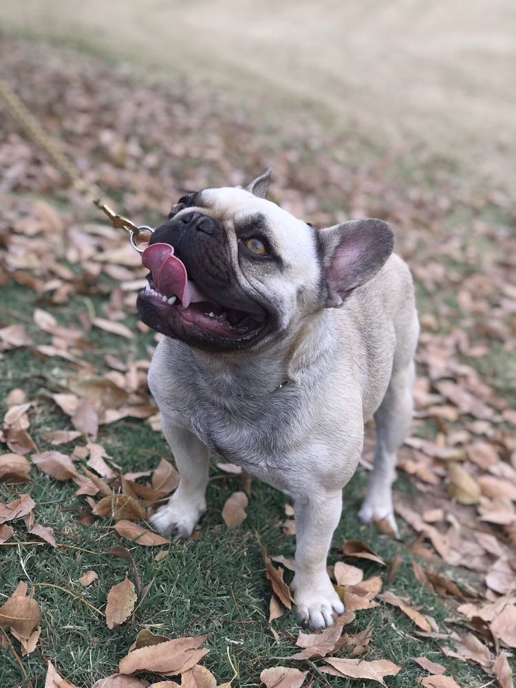 FOREVER FRENCHIE FAMILY - Updated November 2024 - Phoenix, Arizona ...