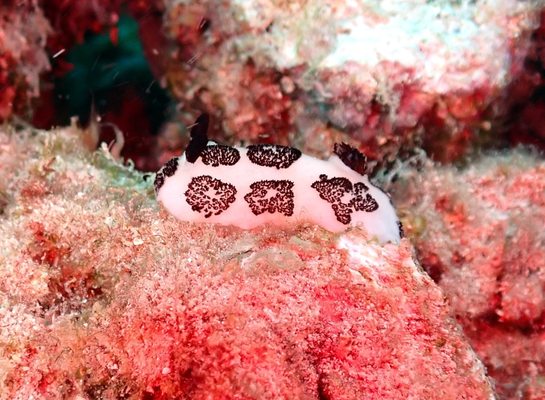 POINT PANIC BEACH PARK - 400 Photos & 24 Reviews - 102 Ohe St, Honolulu ...