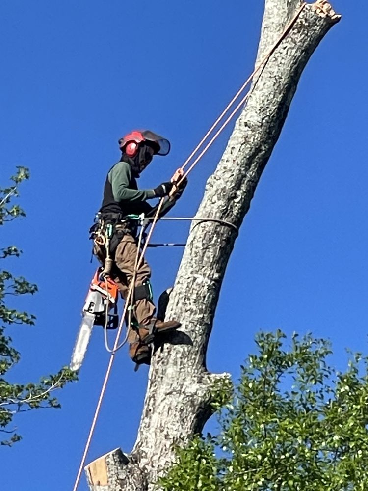 FERGUSONS TREE CARE - Updated August 2025 - 10 Photos - Central ...