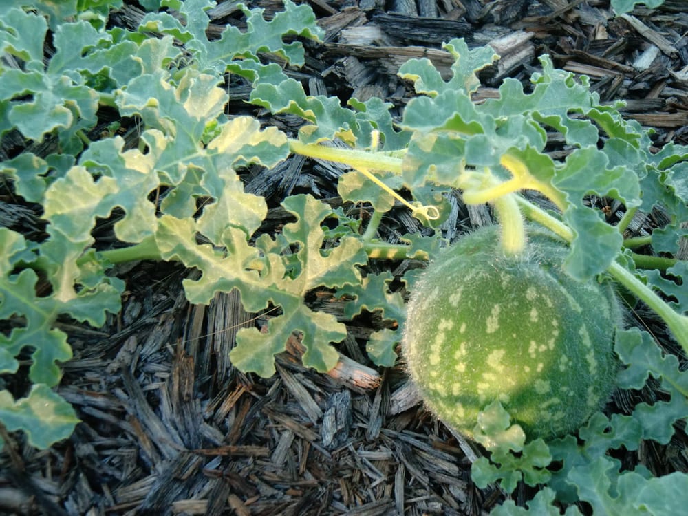 AYERS ROCK RESORT - TOWN SQUARE - Updated July 2025 - 30 Photos - 170 ...