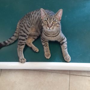 PAWS ATLANTA - 69 Photos & 45 Reviews - 5287 Covington Hwy, Decatur, GA ...