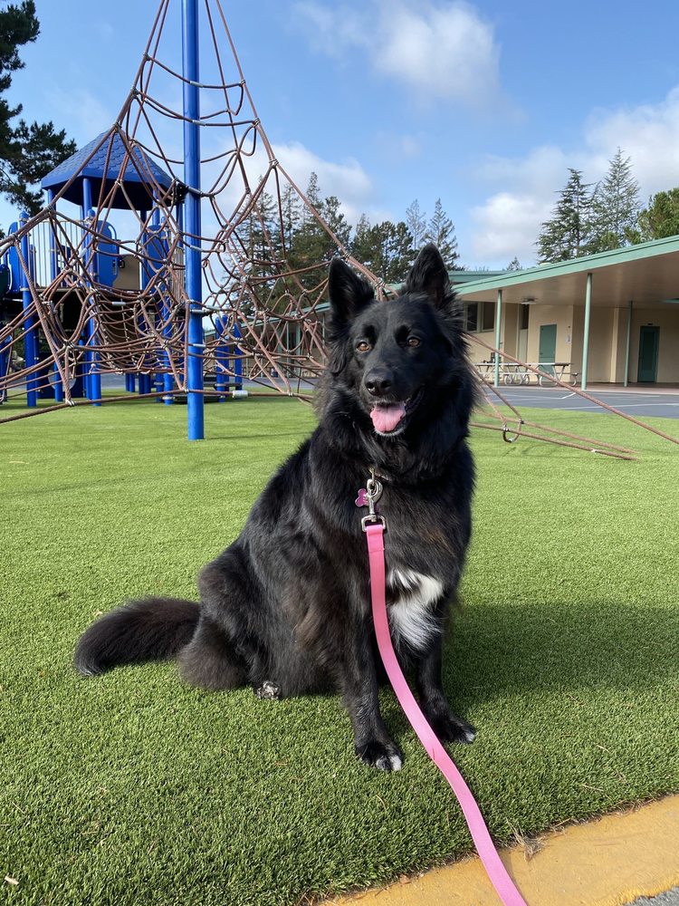 CRITTER CLIPPERS - Updated September 2024 - 37 Photos & 97 Reviews ...