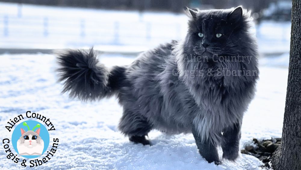 ALIEN COUNTRY CORGIS AND SIBERIANS - Updated October 2025 - Request ...