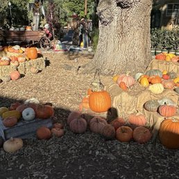 ALDEN LANE NURSERY - Updated December 2025 - 430 Photos & 235 Reviews ...