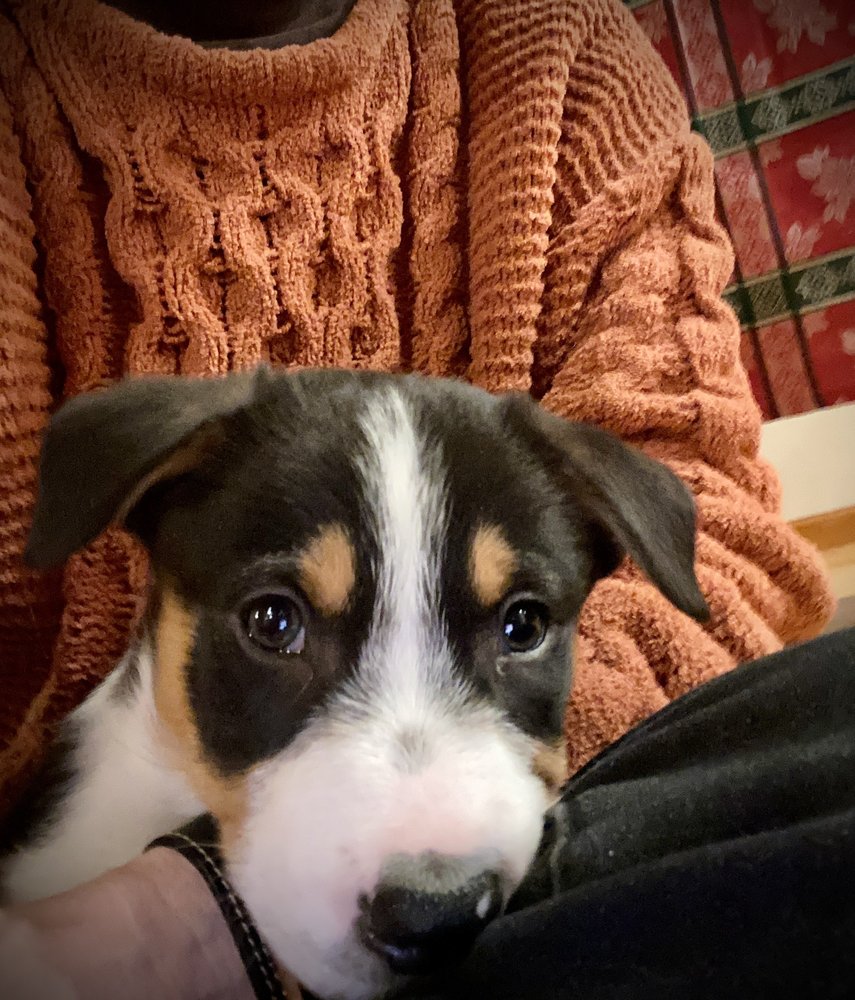 WAGGIN’ TAILS RANCH - Updated August 2025 - 2520 Number 6 Rd ...