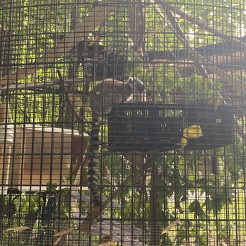 DUKE UNIVERSITY LEMUR CENTER - Updated December 2025 - 394 Photos & 85 ...