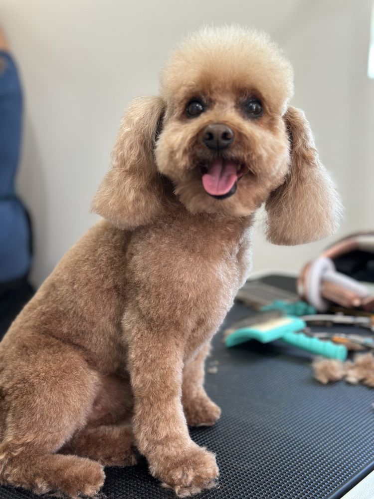 MAGNOLIA GROOMING - Updated August 2025 - 328 Photos & 164 Reviews ...