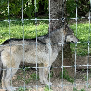 THE WOLF SANCTUARY OF PA - Updated July 2025 - 283 Photos & 128 Reviews ...