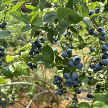 BYBEE FARMS - Updated December 2025 - 55 Photos & 28 Reviews - 42930 SE ...