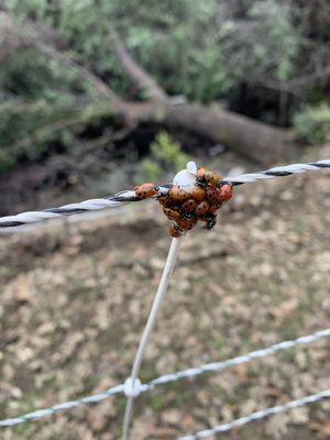 R-RANCH AT THE LAKE - Updated September 2025 - 60 Photos & 37 Reviews ...