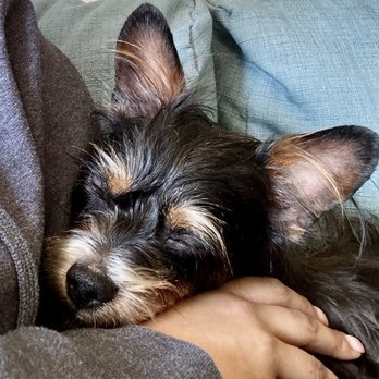 RANCHO CUCAMONGA ANIMAL SHELTER - Updated October 2024 - 117 Photos ...