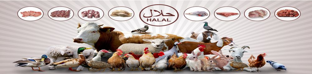 ARCHER HALAL LIVE POULTRY & MEATS - Updated December 2025 - 9256 165th ...