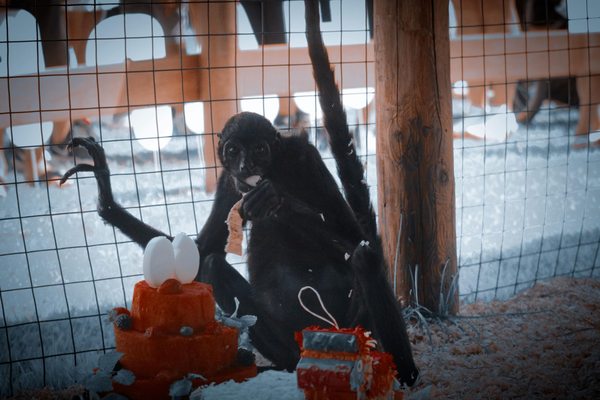 FORT RICKEY DISCOVERY ZOO - Updated October 2025 - 35 Photos & 10 ...