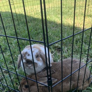 HUMANE SOCIETY OF NORTH CENTRAL FLORIDA SOUTH CAMPUS - Updated April ...