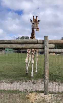 GIRAFFE RANCH - 283 Photos & 72 Reviews - 38650 Mickler Dr, Dade City ...