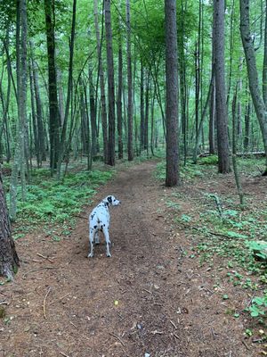 F GILBERT HILLS STATE FOREST - Updated August 2025 - 32 Photos & 18 ...