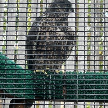 CASCADES RAPTOR CENTER - Updated July 2025 - 173 Photos & 115 Reviews ...
