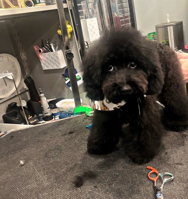 VIP DOG GROOMING - 765 Photos & 571 Reviews - 6901 W Cerritos Ave ...