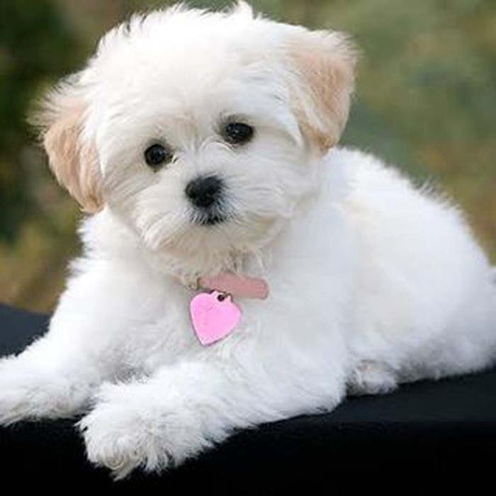 PRETTY PAWS BY TARA - Updated December 2024 - 14 Photos - 21161 County ...