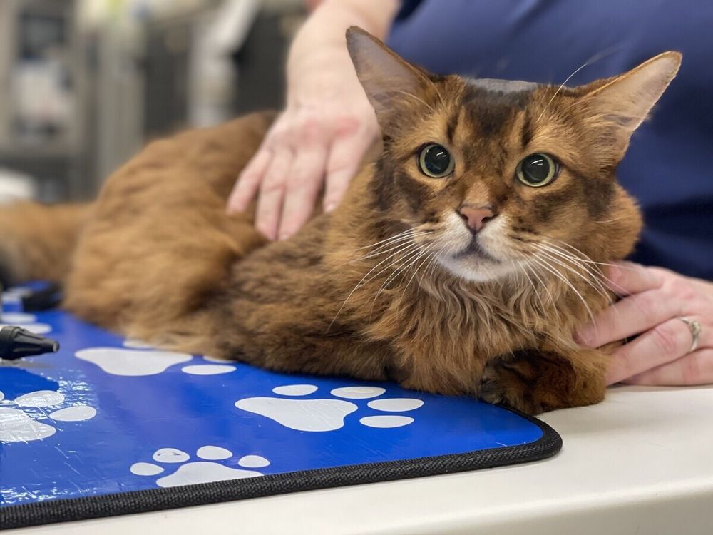 VETERINARY MEDICAL AND SURGICAL GROUP - Updated December 2025 - 96 ...